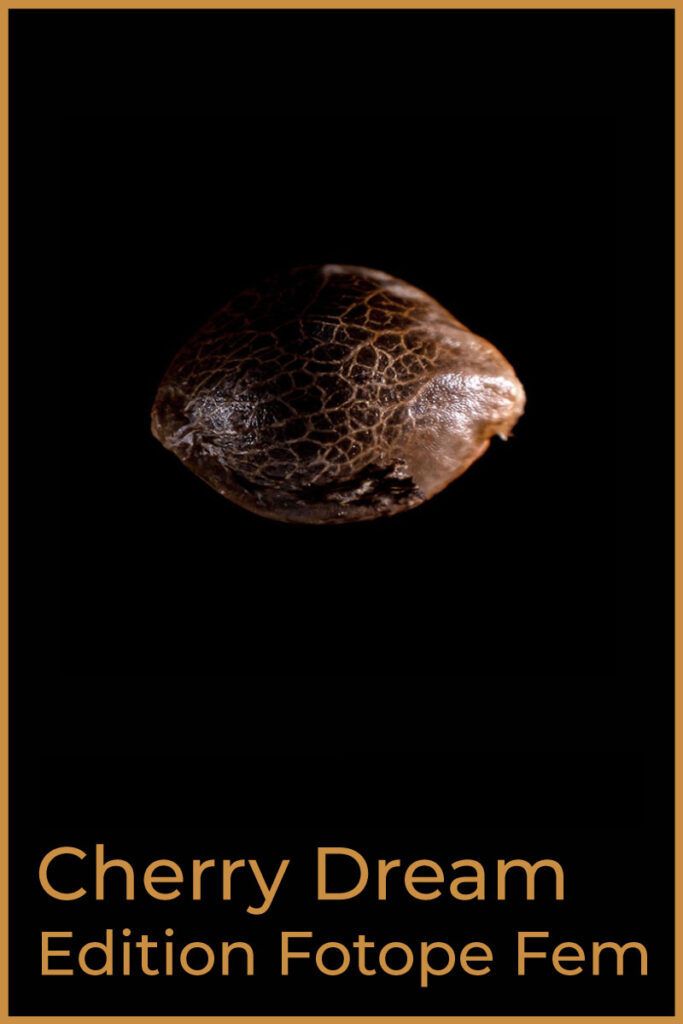 CHERRY DREAM EDITION FOTOPE FEM – LOYALTY GENETICS