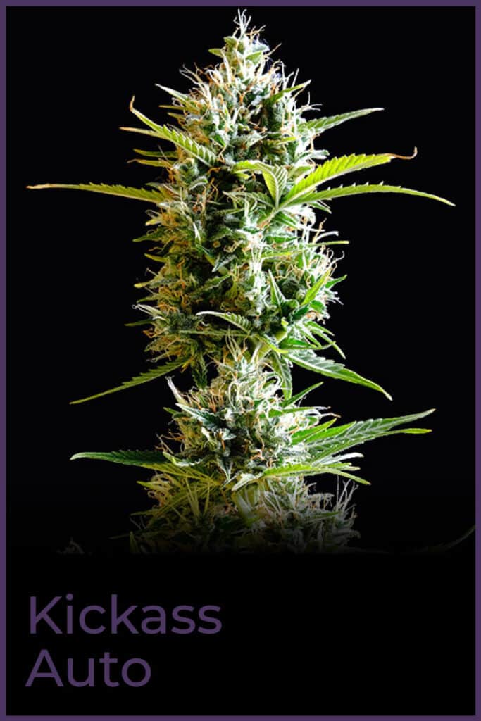 MIKROMACHINE AUTO – Loyalty Genetics