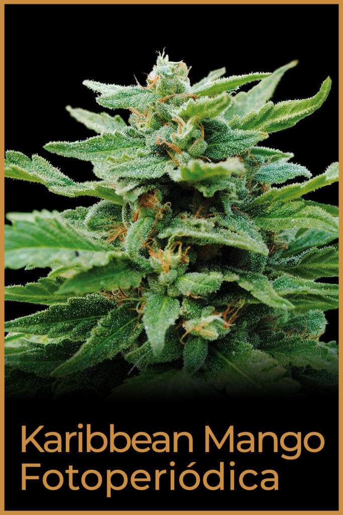 MIMOSA DREAM FOTOPE FEM – Loyalty Genetics
