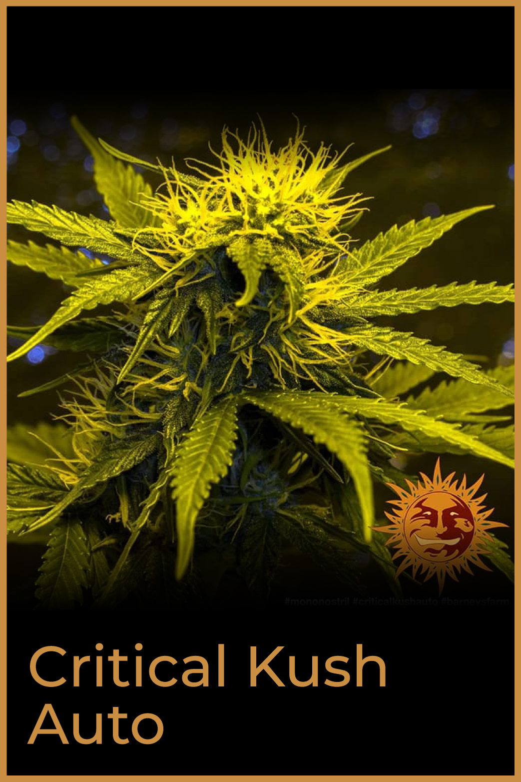 CRITICAL KUSH FOTO FEM – Loyalty Genetics