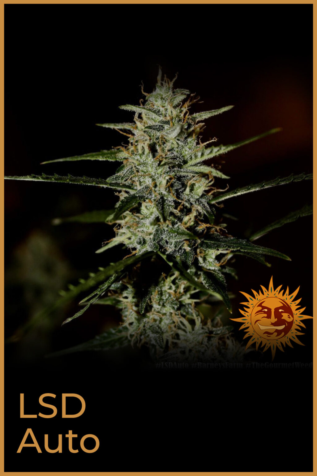 LSD AUTO – Loyalty Genetics