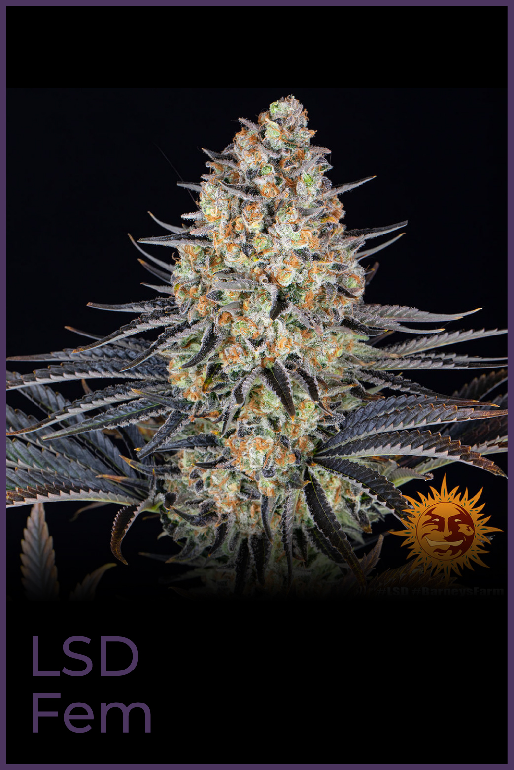 LSD AUTO – Loyalty Genetics
