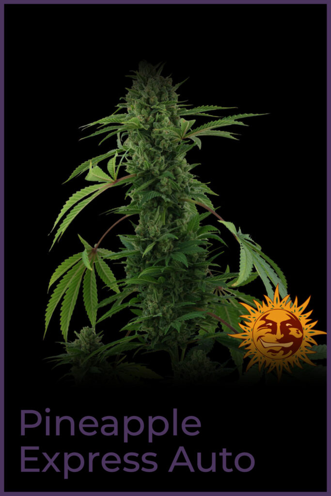 LSD AUTO – Loyalty Genetics