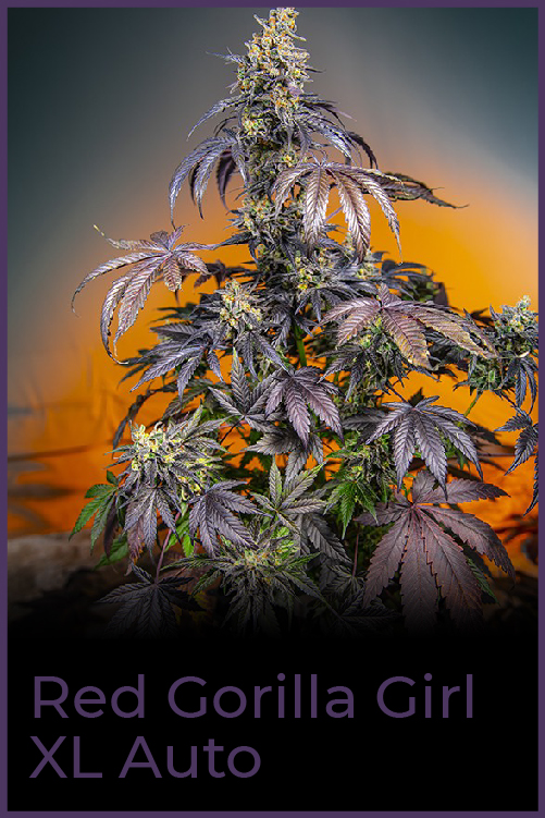 Tienda – Loyalty Genetics